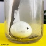 16 Best Egg Science Experiments - Education Corner