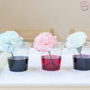 Top 17 Plant Science Experiments: Exploring Plant Growth - Education Corner