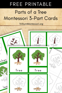 Explore Nature: Top 40 Tree-Themed Activities for Preschoolers ...