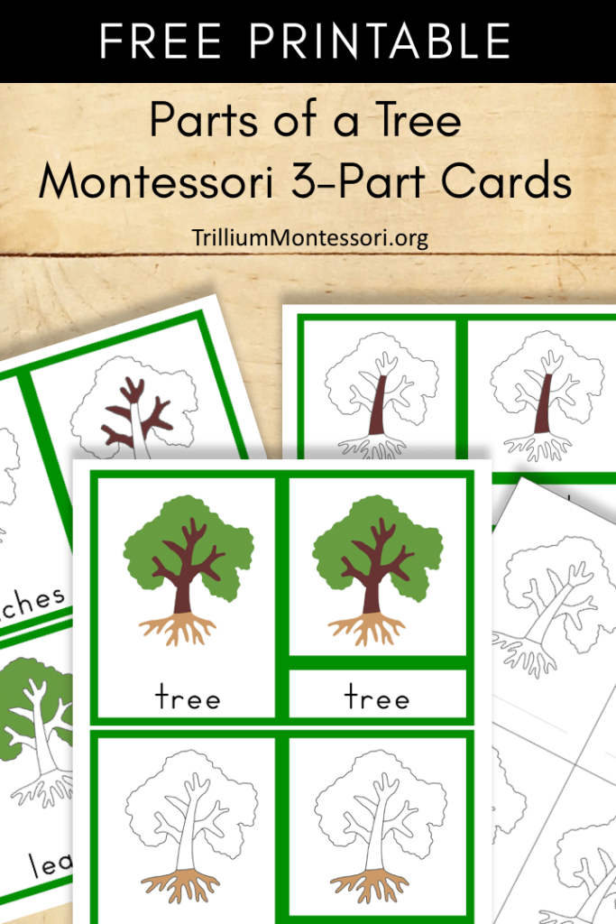 Explore Nature: Top 40 Tree-Themed Activities for Preschoolers ...