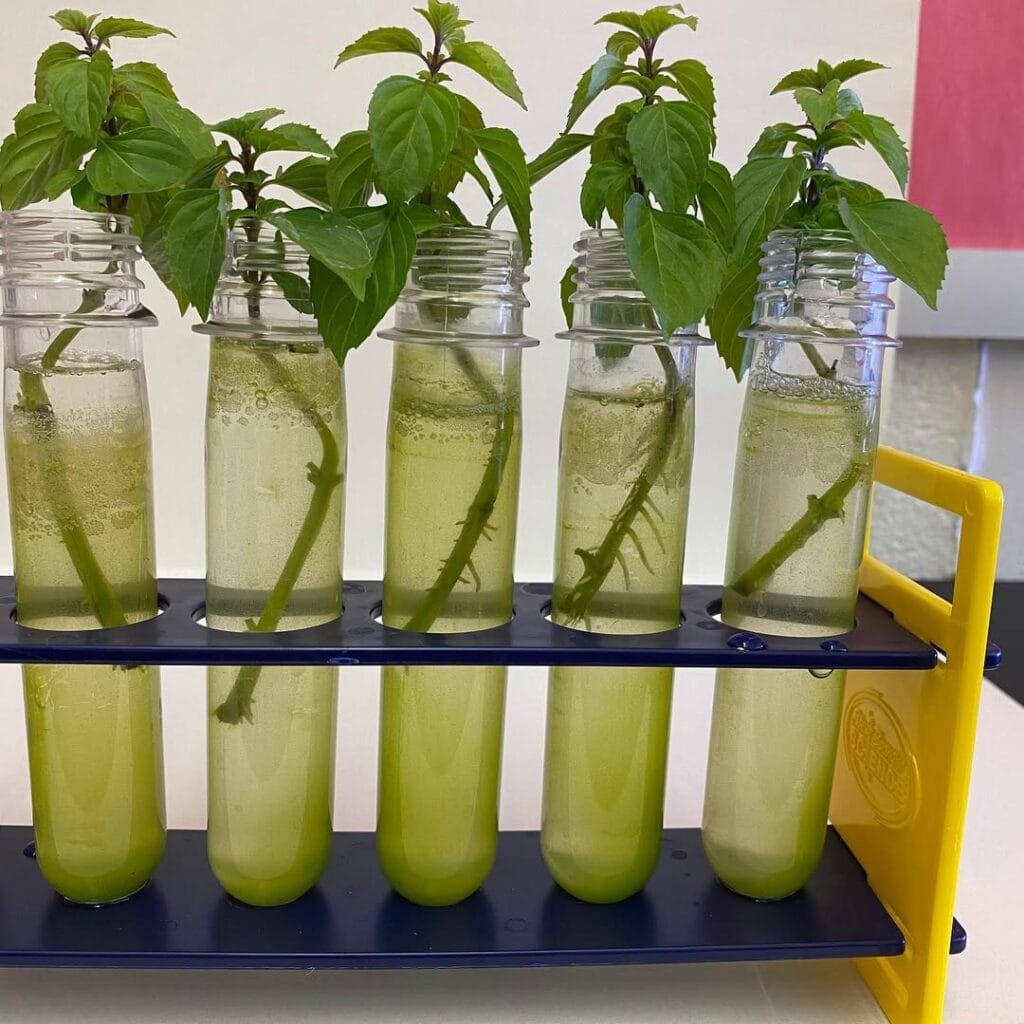 20 Brilliant Classroom Garden Ideas to Inspire Students - Education Corner