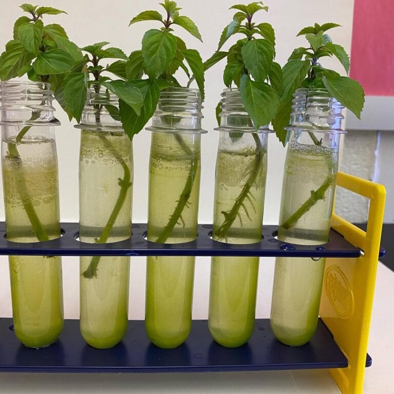 20 Brilliant Classroom Garden Ideas to Inspire Students - Education Corner