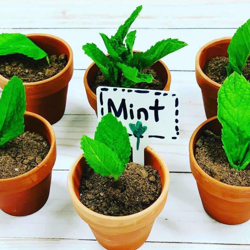 20 Brilliant Classroom Garden Ideas to Inspire Students - Education Corner