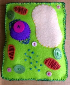 20 Hands-On Plant Cell Projects to Inspire Students - Education Corner