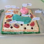 20 Hands-On Plant Cell Projects to Inspire Students - Education Corner