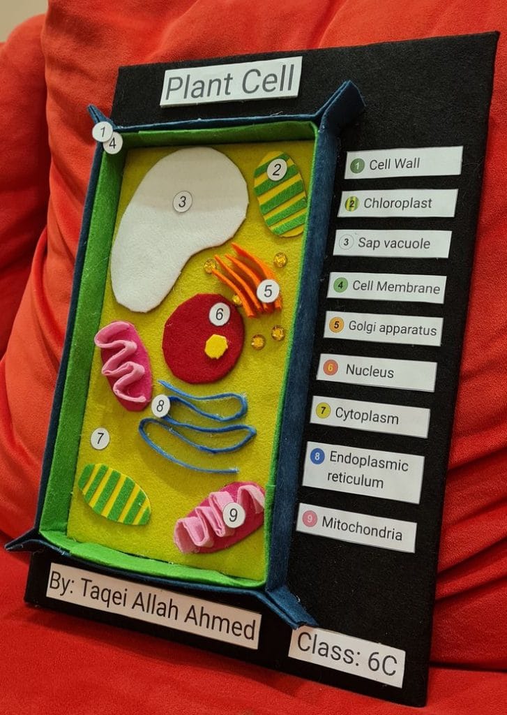 20 Hands-On Plant Cell Projects to Inspire Students - Education Corner