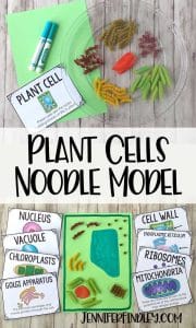 20 Hands-On Plant Cell Projects to Inspire Students - Education Corner