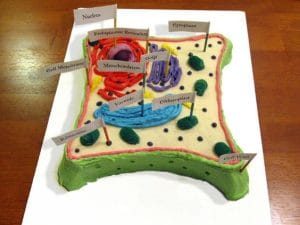 20 Hands-On Plant Cell Projects to Inspire Students - Education Corner