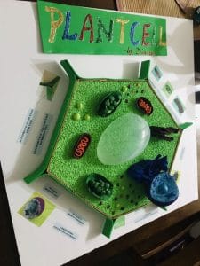 20 Hands-On Plant Cell Projects to Inspire Students - Education Corner