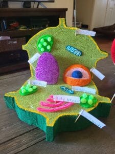 20 Hands-On Plant Cell Projects to Inspire Students - Education Corner
