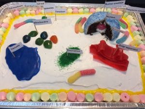 20 Hands-On Plant Cell Projects to Inspire Students - Education Corner