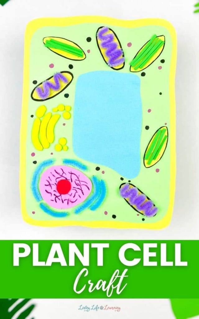 20 Hands-On Plant Cell Projects to Inspire Students - Education Corner