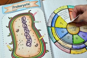 20 Hands-On Plant Cell Projects to Inspire Students - Education Corner
