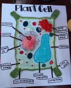 20 Hands-On Plant Cell Projects to Inspire Students - Education Corner